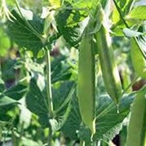 Pea Seed, Sugar Daddy Snap Pea, Heirloom, Non GMO, 50 Seeds, Perfect Peas, Country Creek Acres