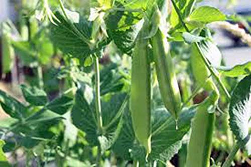 Pea Seed, Sugar Daddy Snap Pea, Heirloom, Non GMO, 50 Seeds, Perfect Peas, Country Creek Acres