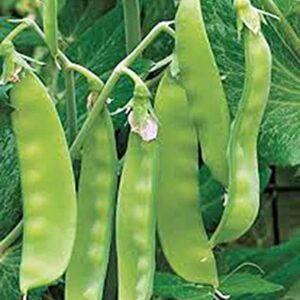 Pea Seed, Sugar Daddy Snap Pea, Heirloom, Non GMO, 50 Seeds, Perfect Peas, Country Creek Acres