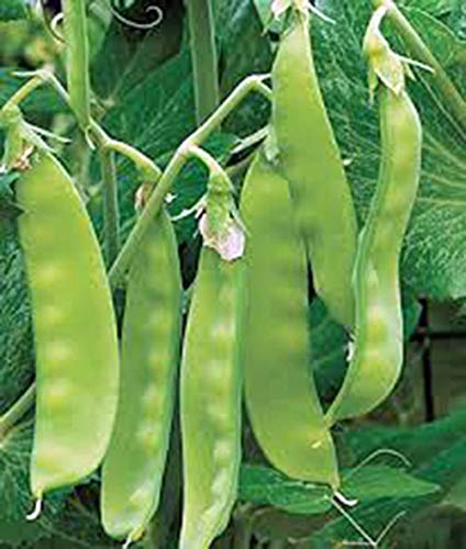 Pea Seed, Sugar Daddy Snap Pea, Heirloom, Non GMO, 50 Seeds, Perfect Peas, Country Creek Acres