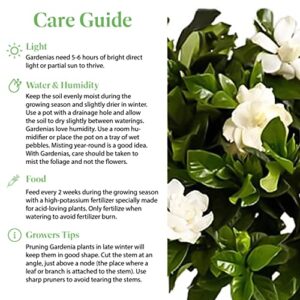 American Plant Exchange Gardenia Vetchii Mini Braided Tree, 6-Inch Pot, Indoor Flowering Plant, Fragrant White Blooms, Moderate Care Live Houseplant, Perfect for Porches, Patios, & Gardens