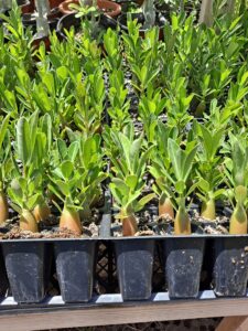 desert rose adenium obesum seedlings bundle of 3 plants 3-4 inches tall. colors unknown