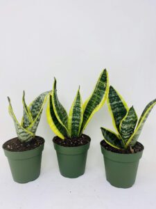 superba robusta snake plant - sanseveria - 3 pack - impossible to kill! - 4" pot gift