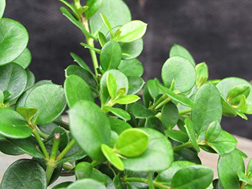 Natal Plum Bonsai Tree