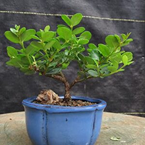 Natal Plum Bonsai Tree