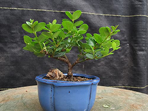 Natal Plum Bonsai Tree