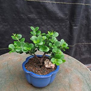 Natal Plum Bonsai Tree