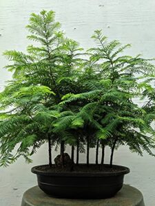 redwood forest specimen bonsai tree