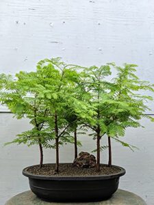 5 tree redwood forest bonsai tree