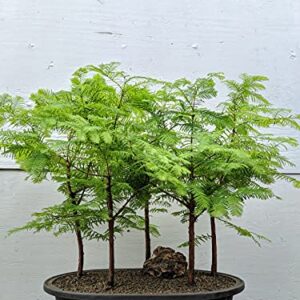 5 Tree Redwood Forest Bonsai Tree