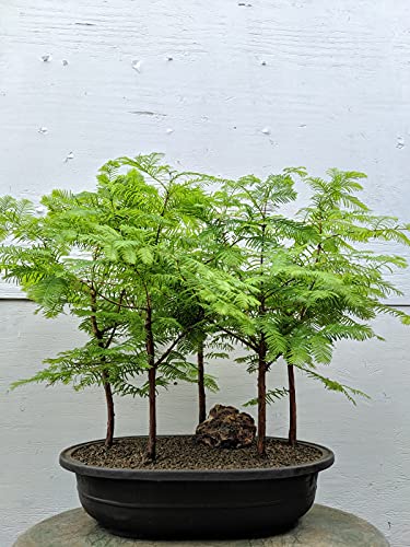 5 Tree Redwood Forest Bonsai Tree