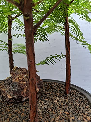 5 Tree Redwood Forest Bonsai Tree