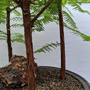 5 Tree Redwood Forest Bonsai Tree