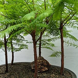 5 Tree Redwood Forest Bonsai Tree