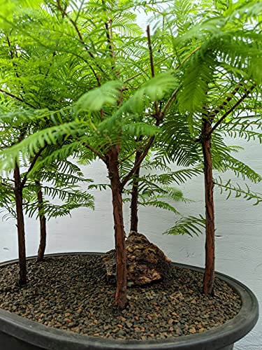 5 Tree Redwood Forest Bonsai Tree