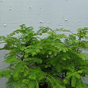 5 Tree Redwood Forest Bonsai Tree