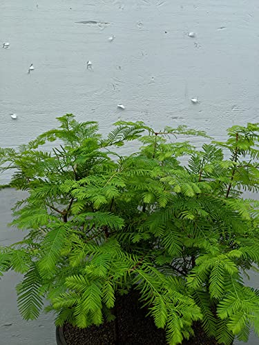 5 Tree Redwood Forest Bonsai Tree