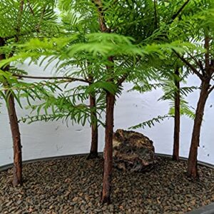 5 Tree Redwood Forest Bonsai Tree