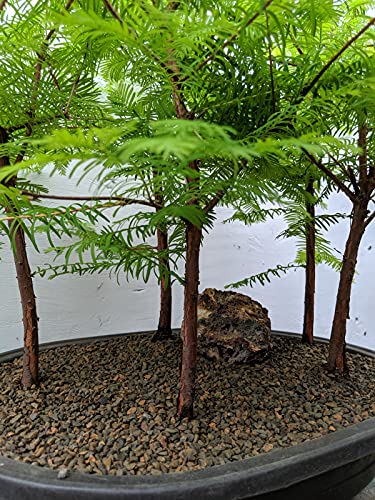 5 Tree Redwood Forest Bonsai Tree