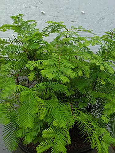 5 Tree Redwood Forest Bonsai Tree