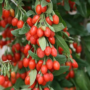 goji berry seeds to grow - 10 seeds - grow an exotic fruit bearing tree - so fun. mustr try!