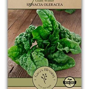 Gaea's Blessing Seeds - Spinach Seeds (3.0g) - Giant Winter Spinach Non-GMO Seeds with Easy to Follow Planting Instructions - Open-Pollinated Heirloom 95% Germination Rate