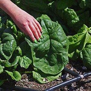 Gaea's Blessing Seeds - Spinach Seeds (3.0g) - Giant Winter Spinach Non-GMO Seeds with Easy to Follow Planting Instructions - Open-Pollinated Heirloom 95% Germination Rate