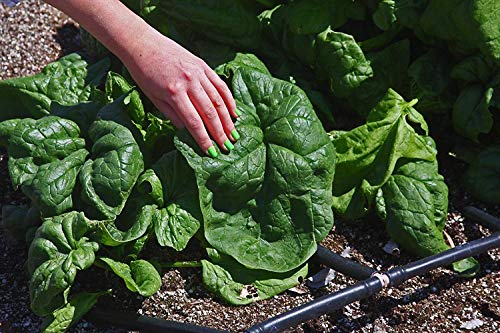 Gaea's Blessing Seeds - Spinach Seeds (3.0g) - Giant Winter Spinach Non-GMO Seeds with Easy to Follow Planting Instructions - Open-Pollinated Heirloom 95% Germination Rate