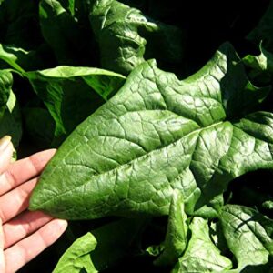 Gaea's Blessing Seeds - Spinach Seeds (3.0g) - Giant Winter Spinach Non-GMO Seeds with Easy to Follow Planting Instructions - Open-Pollinated Heirloom 95% Germination Rate