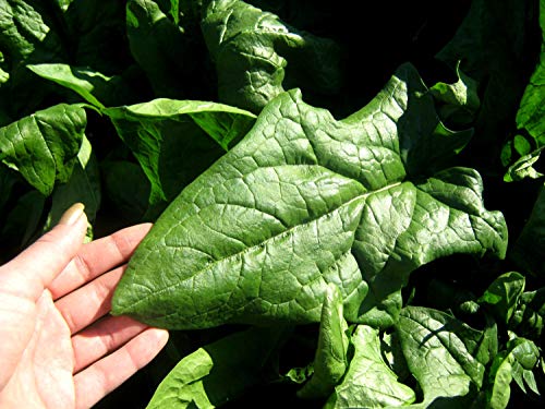 Gaea's Blessing Seeds - Spinach Seeds (3.0g) - Giant Winter Spinach Non-GMO Seeds with Easy to Follow Planting Instructions - Open-Pollinated Heirloom 95% Germination Rate