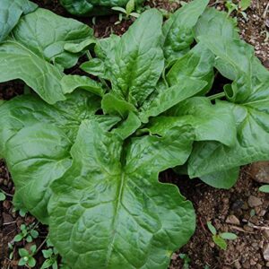 Gaea's Blessing Seeds - Spinach Seeds (3.0g) - Giant Winter Spinach Non-GMO Seeds with Easy to Follow Planting Instructions - Open-Pollinated Heirloom 95% Germination Rate