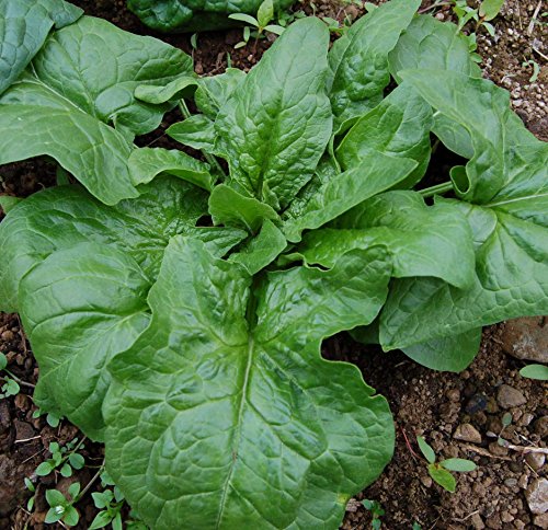 Gaea's Blessing Seeds - Spinach Seeds (3.0g) - Giant Winter Spinach Non-GMO Seeds with Easy to Follow Planting Instructions - Open-Pollinated Heirloom 95% Germination Rate