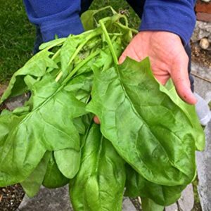 Gaea's Blessing Seeds - Spinach Seeds (3.0g) - Giant Winter Spinach Non-GMO Seeds with Easy to Follow Planting Instructions - Open-Pollinated Heirloom 95% Germination Rate