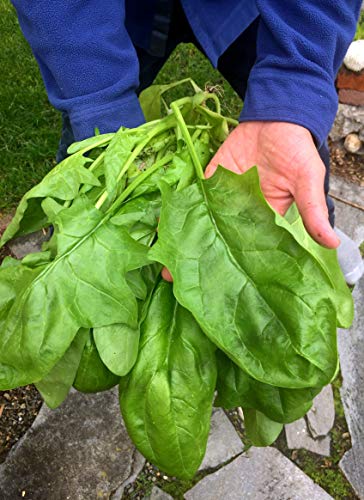 Gaea's Blessing Seeds - Spinach Seeds (3.0g) - Giant Winter Spinach Non-GMO Seeds with Easy to Follow Planting Instructions - Open-Pollinated Heirloom 95% Germination Rate