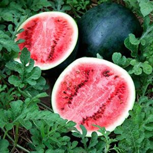 Gaea's Blessing Seeds - Sugar Baby Watermelon Seeds (3.0g) Non-GMO Seeds with Easy to Follow Planting Instructions - Heirloom 94% Germination Rate