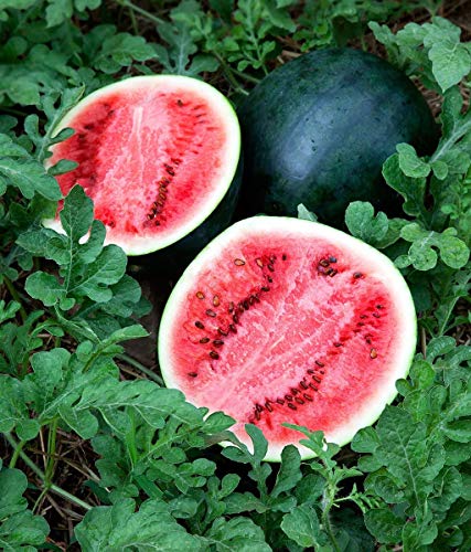 Gaea's Blessing Seeds - Sugar Baby Watermelon Seeds (3.0g) Non-GMO Seeds with Easy to Follow Planting Instructions - Heirloom 94% Germination Rate