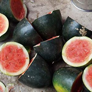 Gaea's Blessing Seeds - Sugar Baby Watermelon Seeds (3.0g) Non-GMO Seeds with Easy to Follow Planting Instructions - Heirloom 94% Germination Rate