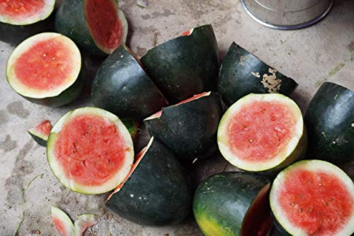 Gaea's Blessing Seeds - Sugar Baby Watermelon Seeds (3.0g) Non-GMO Seeds with Easy to Follow Planting Instructions - Heirloom 94% Germination Rate