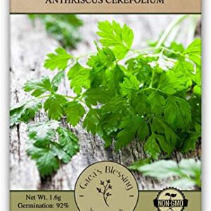 Gaea's Blessing Seeds - Chervil Seeds - Non-GMO Seeds with Easy to Follow Planting Instructions - Open-Pollinated French High Yield Heirloom 92% Germination Rate 1.6g