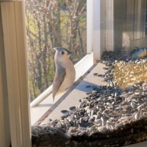 Amish Custom Made Indoor in-Window Bird Feeder, 180° Clear View In-House Feeder, Watch Wild Birds from The Comfort of Your Home - Easy-Fill (29"-36" Window Width)