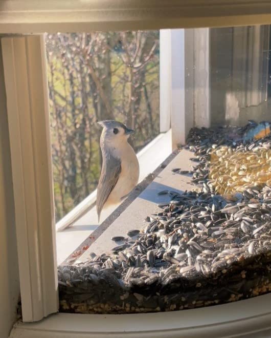 Amish Custom Made Indoor in-Window Bird Feeder, 180° Clear View In-House Feeder, Watch Wild Birds from The Comfort of Your Home - Easy-Fill (29"-36" Window Width)