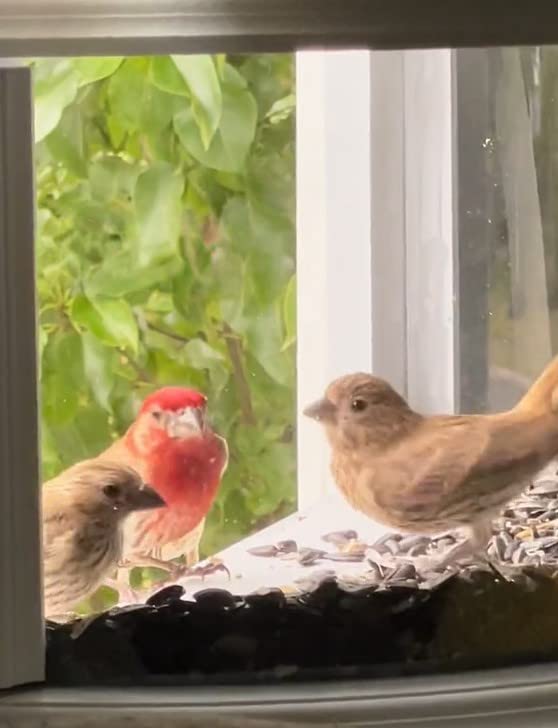 Amish Custom Made Indoor in-Window Bird Feeder, 180° Clear View In-House Feeder, Watch Wild Birds from The Comfort of Your Home - Easy-Fill (29"-36" Window Width)