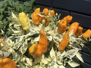 orange fish pepperoncini bonchi bonsai pepper premium seed packet