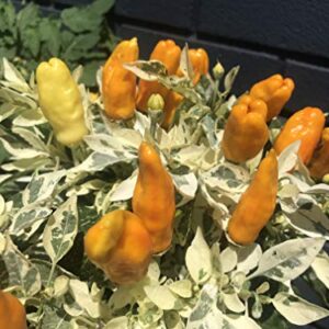 Orange Fish Pepperoncini Bonchi Bonsai Pepper Premium Seed Packet