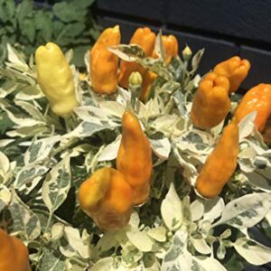 Orange Fish Pepperoncini Bonchi Bonsai Pepper Premium Seed Packet