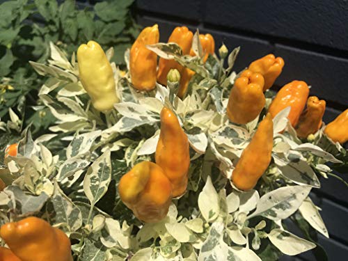 Orange Fish Pepperoncini Bonchi Bonsai Pepper Premium Seed Packet