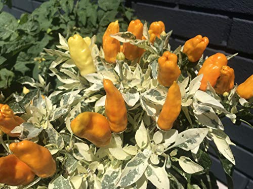 Orange Fish Pepperoncini Bonchi Bonsai Pepper Premium Seed Packet