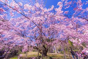 weeping cherry tree seeds for planting | 10+ seeds | highly prized for bonsai, weeping cherry tree - 10+seeds - outdoor flowering tree