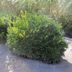 green velvet boxwood - buxus - compact hedge/shrub/bonsai - 4" pot