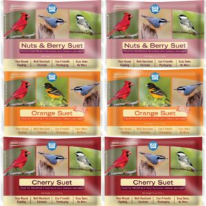 blue seal berry blend suet cakes for wild birds - no mess suet feed, food for woodpeckers, cardinals, siskins, sparrows & more - 11oz suet feeder, bird seed cakes (variety pack of 6)